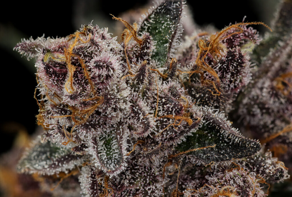 Buy Tropicana Cherry Strain | High-Energy Sativa Genetics