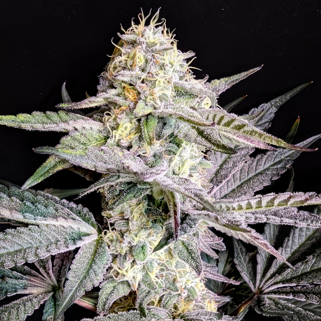 Sherb Cake Strain | Shop Sweet Cannabis Genetics