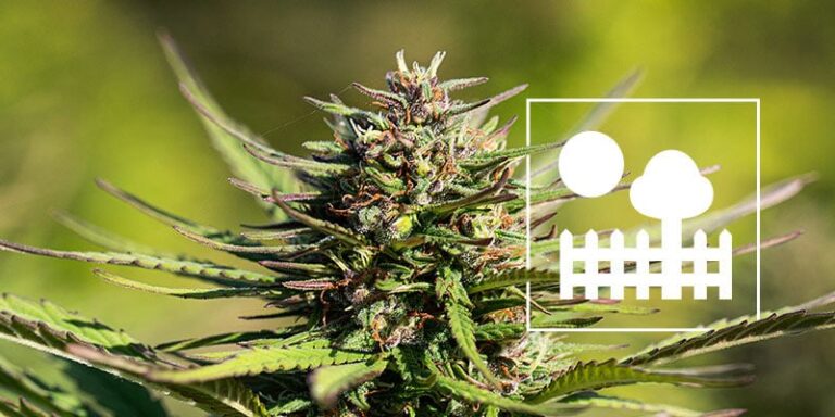 Cultivating Classics | The Best Old School Strains