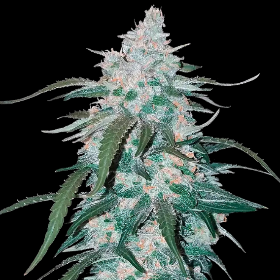 Order Pineapple Express Strain | The Clone Conservatory