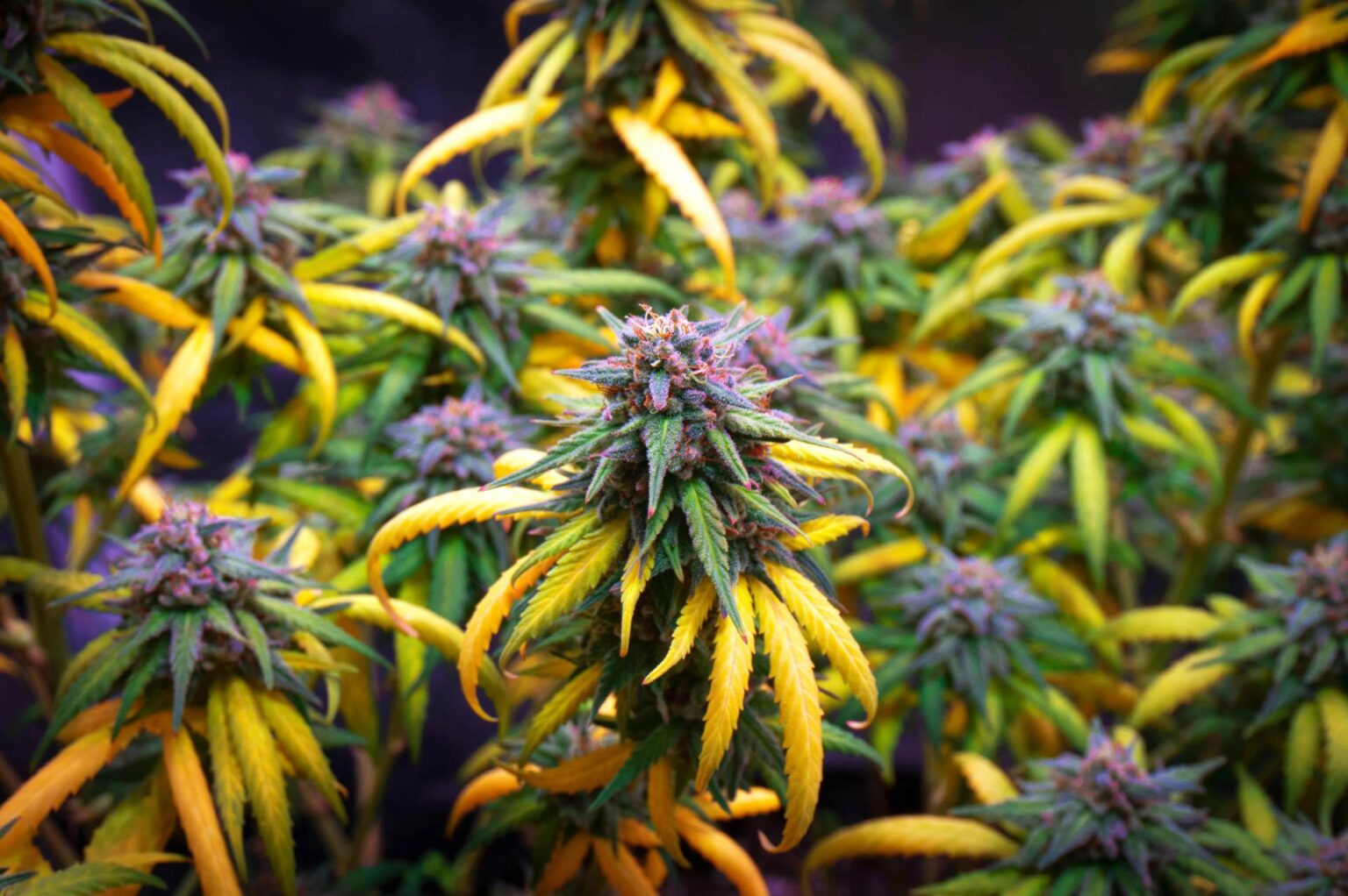 Harvesting Cannabis: How to Know When Your Plants Are Ready - The Clone ...