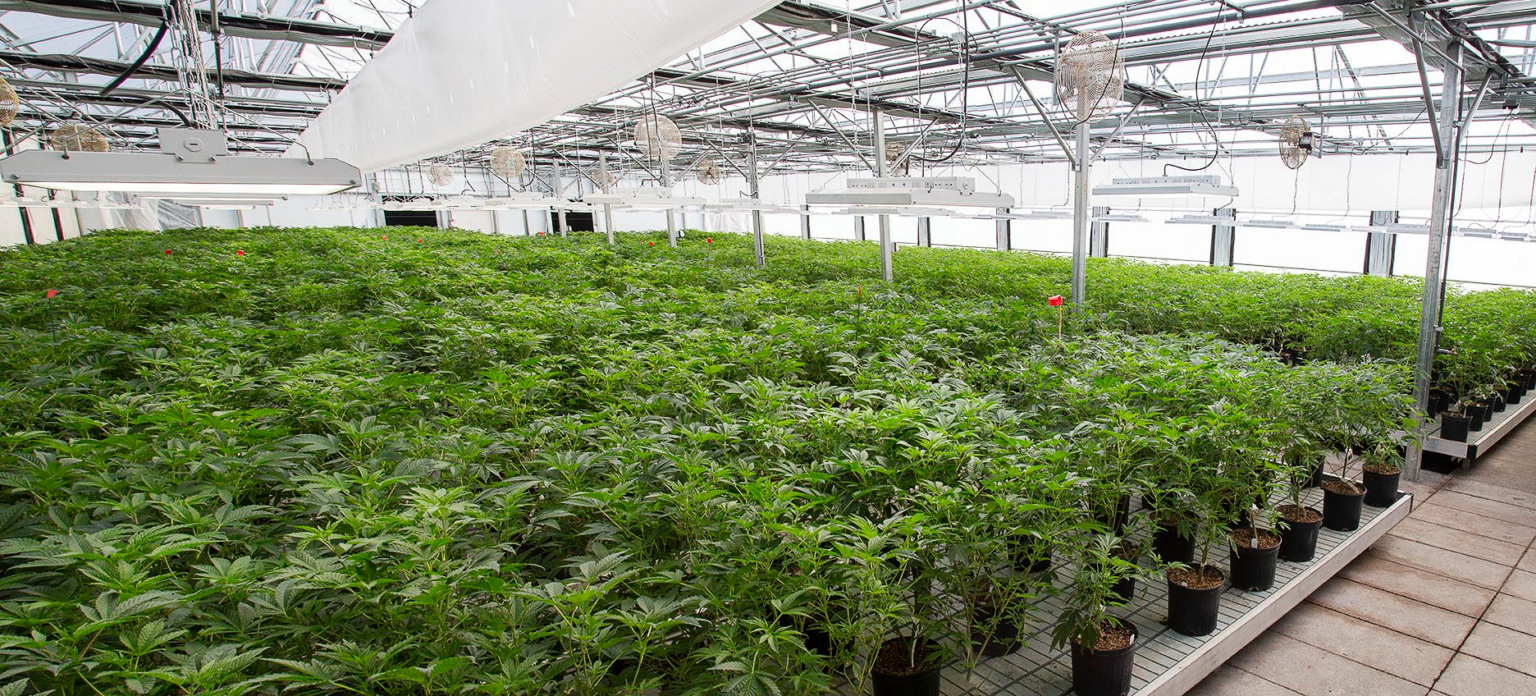 Cannabis Clones For Sale | Buy Clones, Teens, & Seeds Online