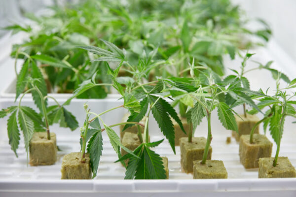 Cannabis Seeds for Sale Online | The Clone Conservatory